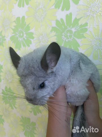 Шиншилла девочка мраморного окраса