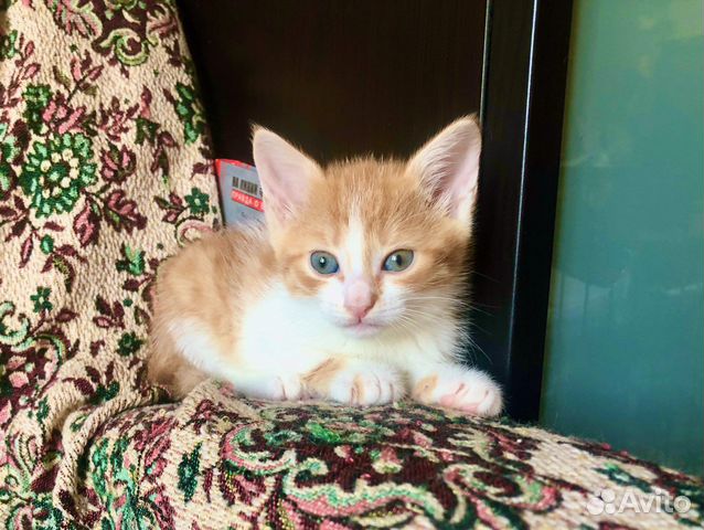 Котенок Веста – рыжая барышня в добрые руки