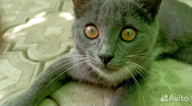 Отдам в добрые руки