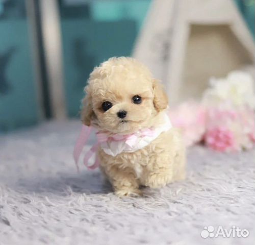 Мальтипу из Южной Кореи