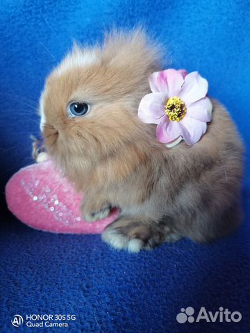 Карликовый кролик девочка разноглазая