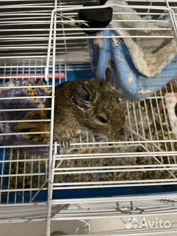 Дегу белка с приданным и едой