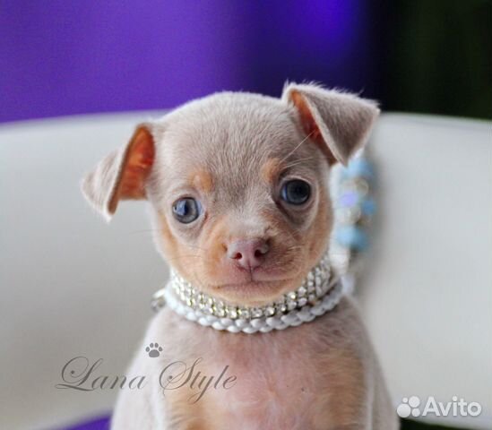 Лиловый тойчик