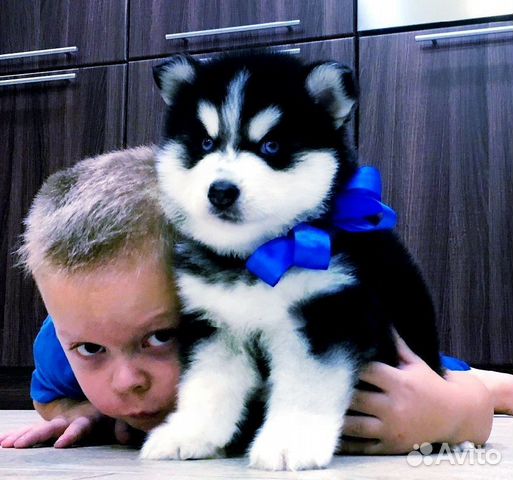 Самыесамые Красивые Хаски щеночки для Вас )