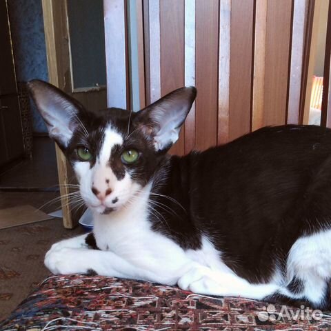 Ориентальный котенок котик