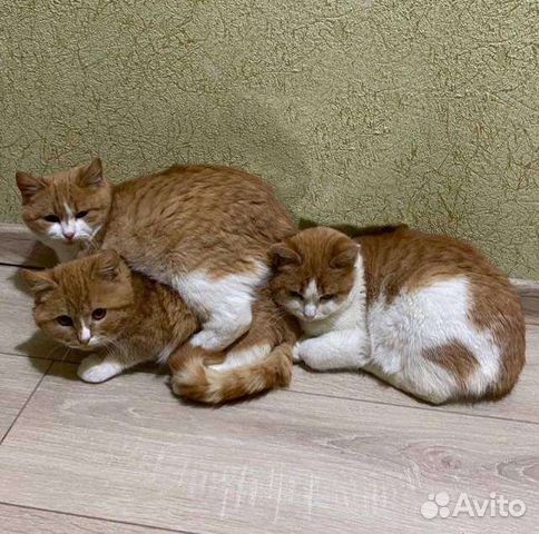 Много рыжих подростков 5 мес в дар