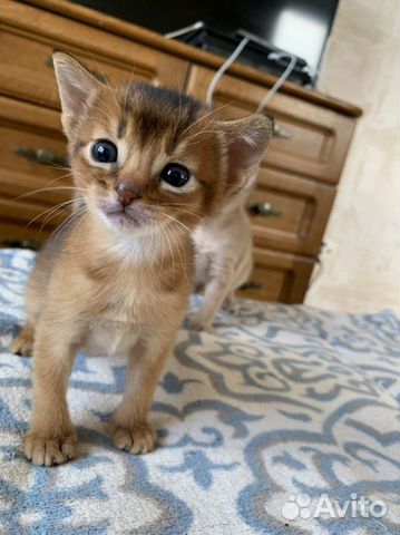 Аббисинские котята