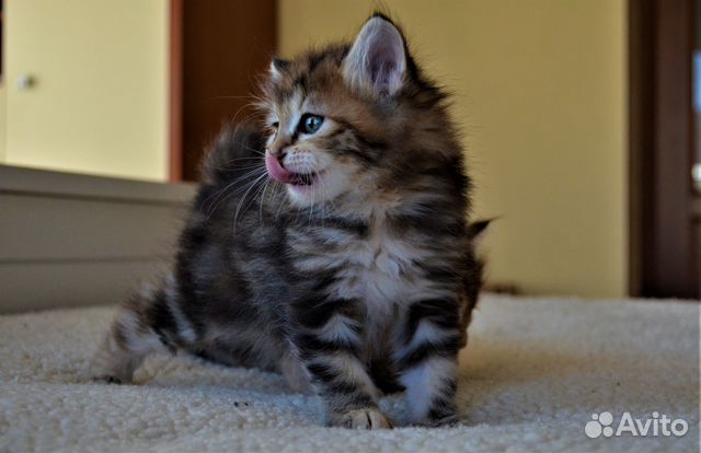 Пуховое-меховое-золотое-драгоценное