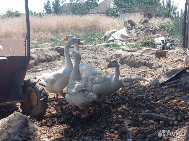 Гуси и утки