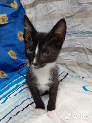 Особенный котенок ищет дом