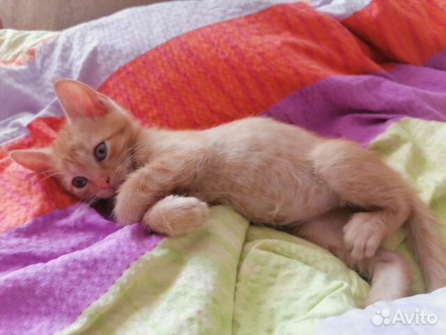 Рыженький котенок-мальчик,2 мес