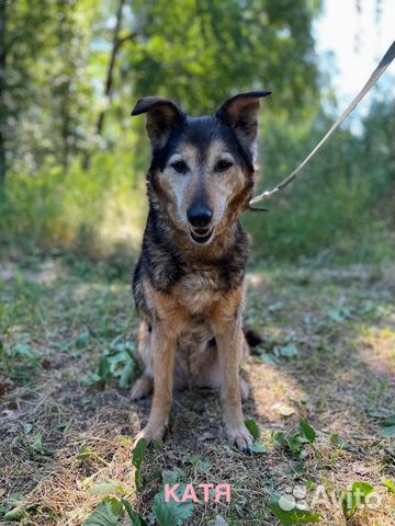 Удивительная собака в добрые руки