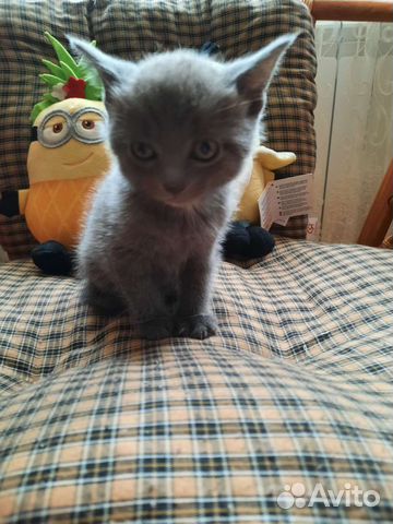 Кошка в дар
