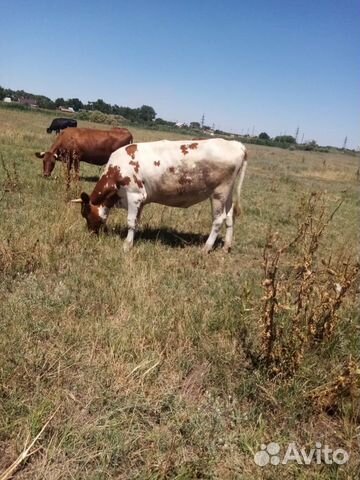 Айширская телка