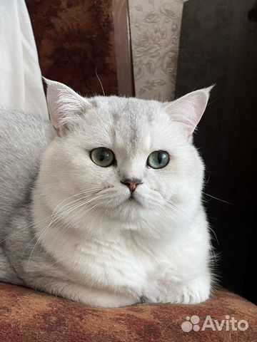 Кот вязка шотландец