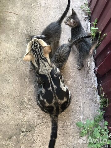 Домашние животные котята