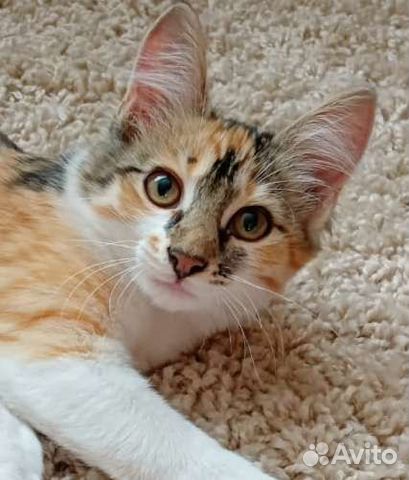 Кошечка Анфиса