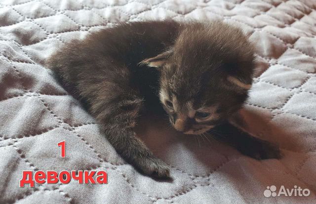 Кошка