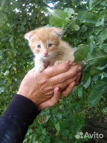 Шотландский вислоухий котик