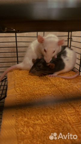 Крысы девочки с клеткой