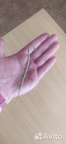 Аннамские палочники