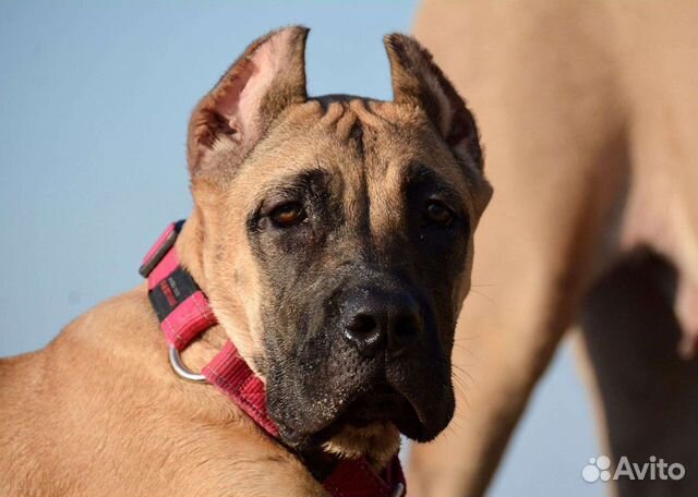 Канарский дог