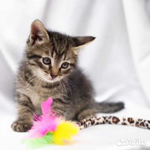 Котёнок тигрёнок 2 мес в добрые руки