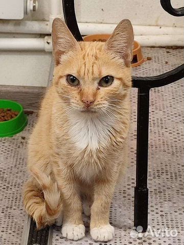 Мини котик ищет семью