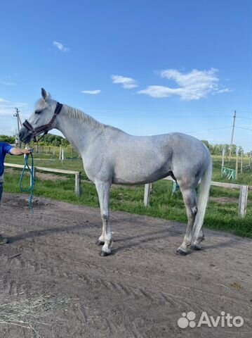 Спортивная лошадь