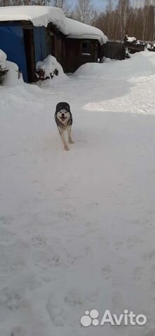 Собаки бесплатно в добрые руки
