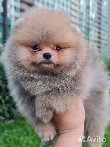 Померанский шпиц медвежьего типа бэбби фейс