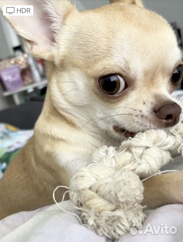 Вязка кабеля чихуа миник