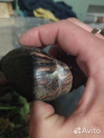 Улитки ахатины бесплатно