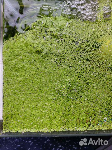 Ряска, утиная трава