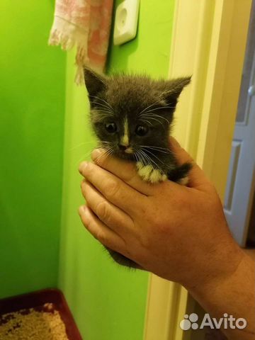 Котенок серый в добрые руки