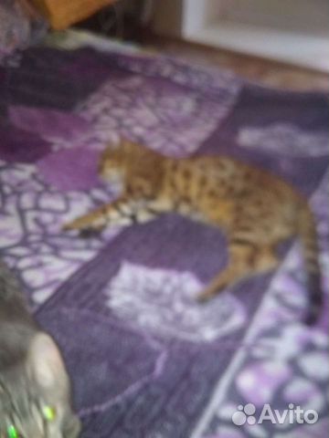 Бенгальская