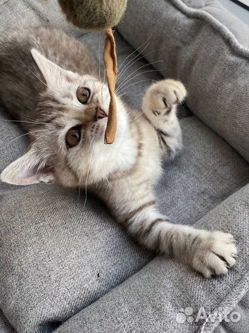 Шотландские котята (девочка)