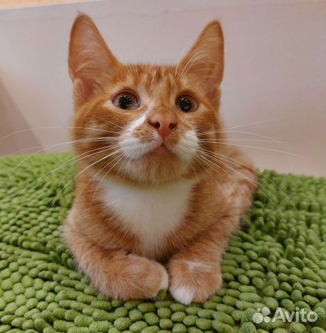 Ушастый котейка