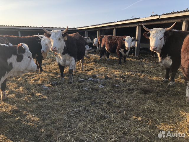 Коровы породы Казахская Белоголовая