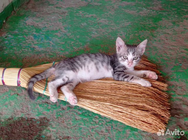 Котята бесплатно