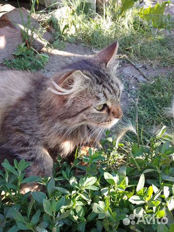 Настоящая сибирская кошка Рыся