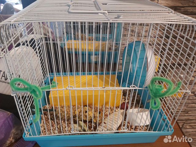 Хомяки вместе с клеткой
