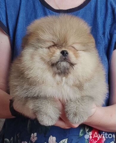 Померанский шпиц мальчик
