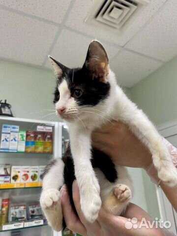 Котенок Пират ищет дом