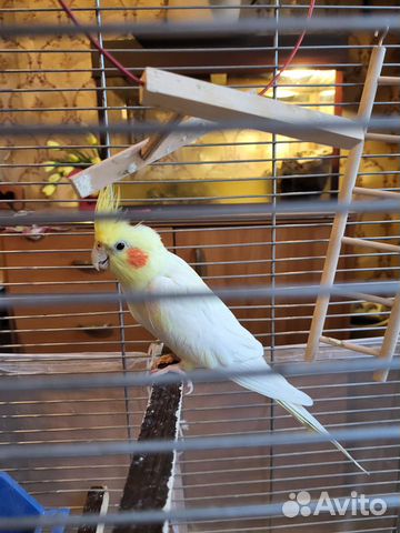 Попугай корелла с клеткой