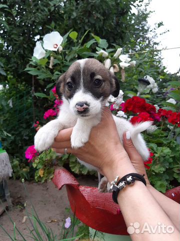 Собаки бесплатно в добрые руки щенки