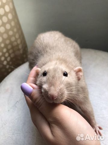 Крысенок мальчик дамбо год