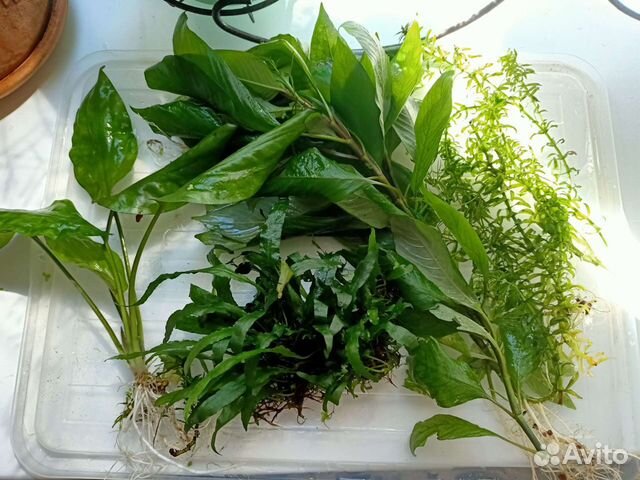 Аквариумные растения