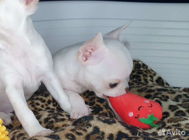 Чихуахуа mini мальчик мини