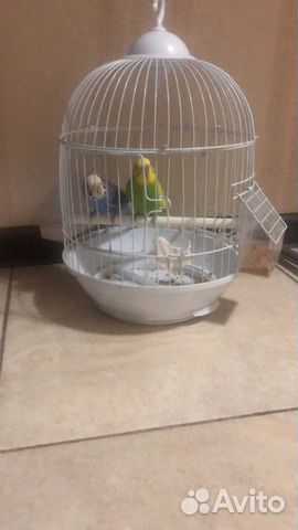 Волнистый попугай с клеткой